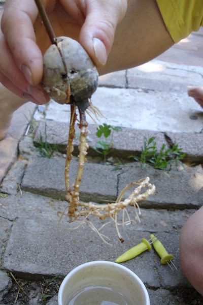 Mary Grace Legg › Alligator Pear Tree